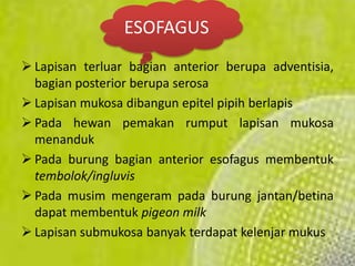 Sistem Pencernaan (Universitas Kuningan) | PPTX