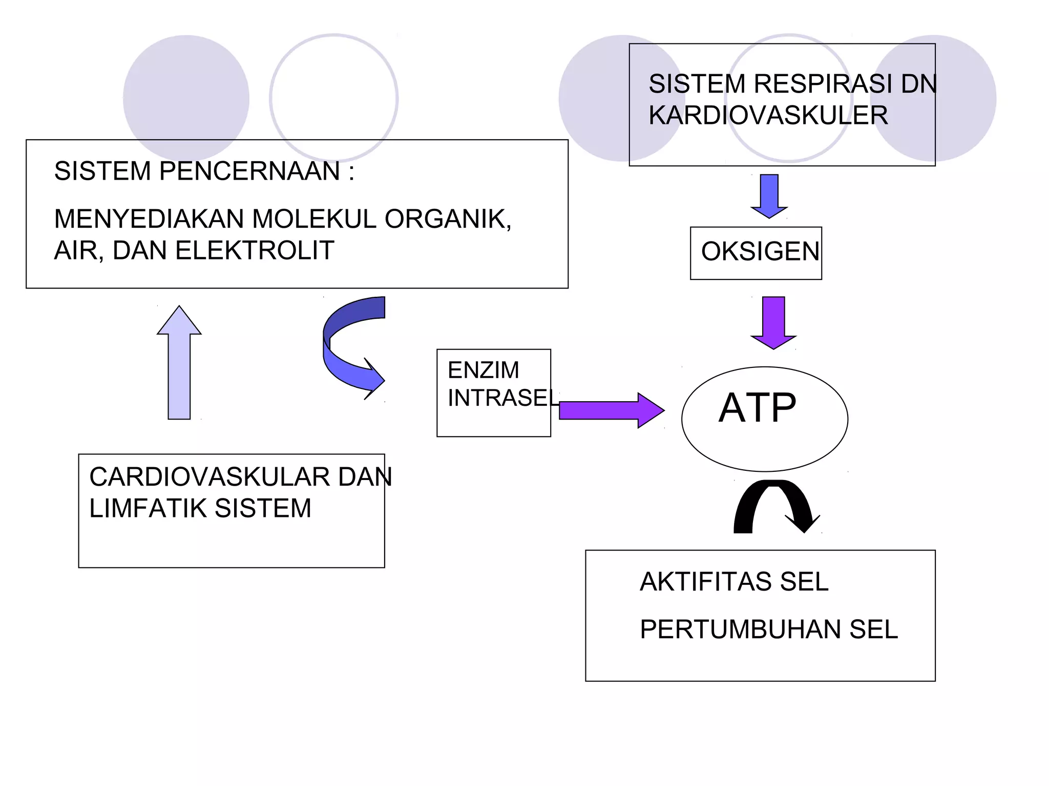 ANFIS sistem pencernaan | PPT