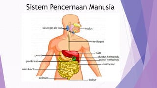 Bab 2 nutrisi (Sistem pencernaan) | PPTX