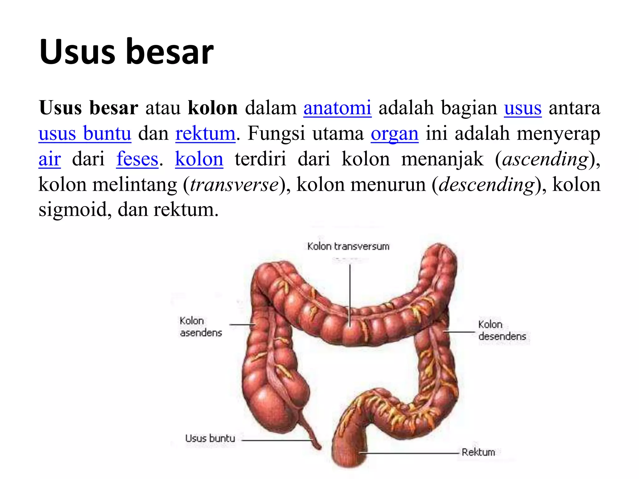 Sistem Pencernaan Manusia [Biologi] | PPTX