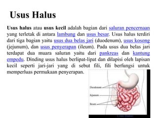 Sistem Pencernaan Manusia [Biologi] | PPTX