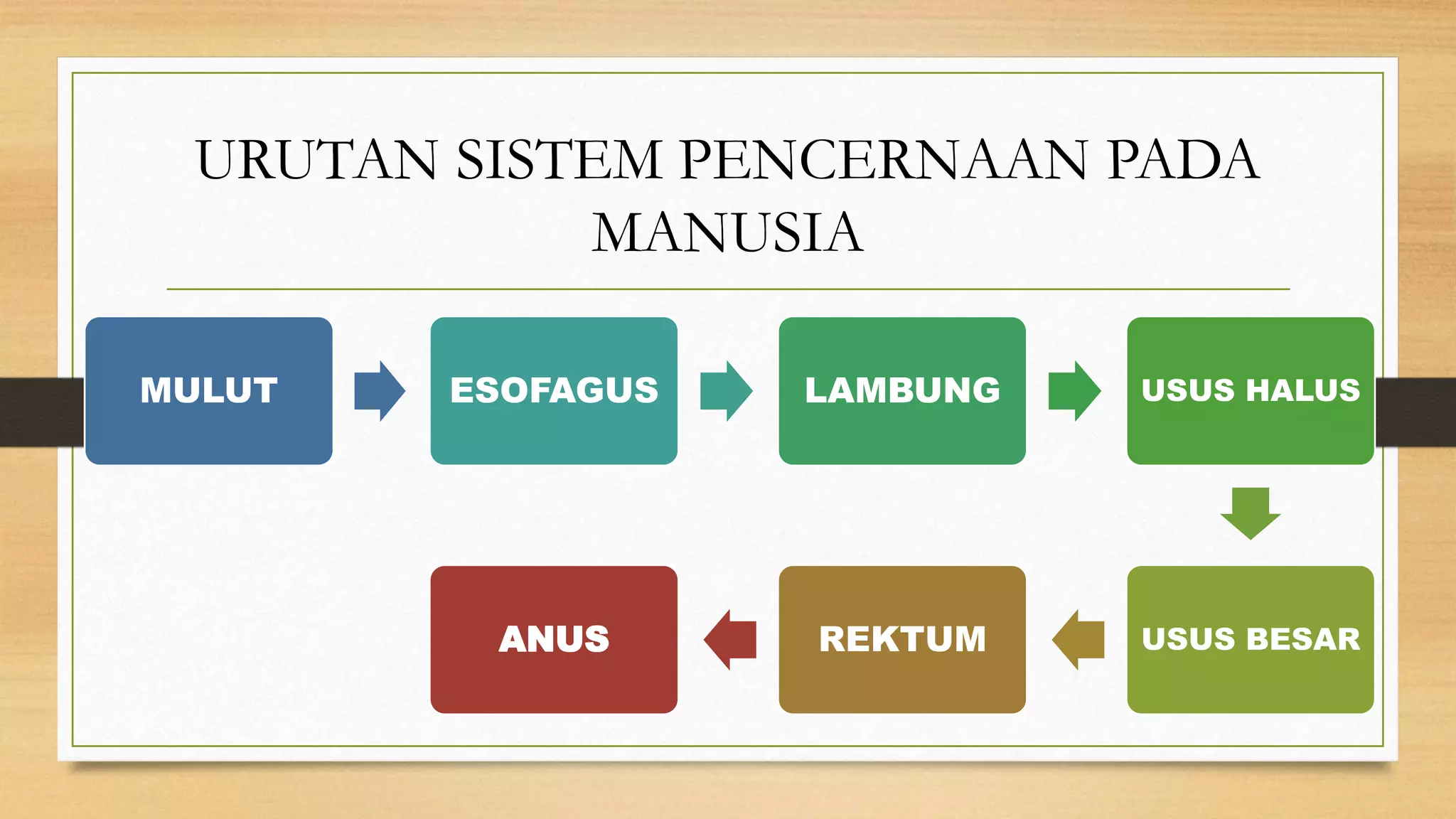 Sistem pencernaan | PPTX