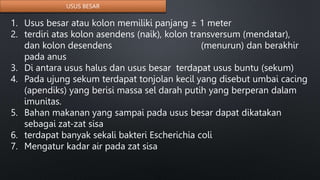 Sistem Pencernaan.pptx