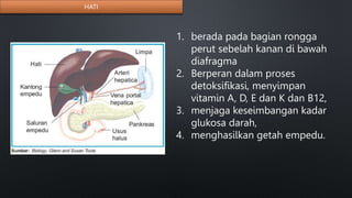 Sistem Pencernaan.pptx