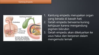 Sistem Pencernaan.pptx