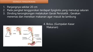 Sistem Pencernaan.pptx