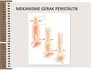 PRESENTASI SISTEM PENCERNAAN PADA MANUSIA.ppt