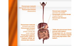 SISTEM PENCERNAAN pada MANUSIA KELAS XI.pptx