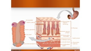 SISTEM PENCERNAAN pada MANUSIA KELAS XI.pptx