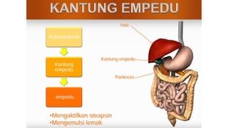 SISTEM PENCERNAAN pada MANUSIA KELAS XI.pptx