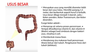 SISTEM PENCERNAAN pada MANUSIA KELAS XI.pptx