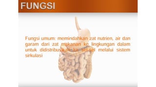 SISTEM PENCERNAAN pada MANUSIA KELAS XI.pptx