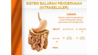 SISTEM PENCERNAAN pada MANUSIA KELAS XI.pptx