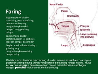Sistem Pencernaan pada tubuh Manusia .pdf
