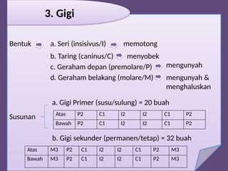sistem pencernaan manusia - Biologi kelas XI SMA | PPTX