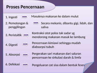 sistem pencernaan manusia - Biologi kelas XI SMA | PPTX