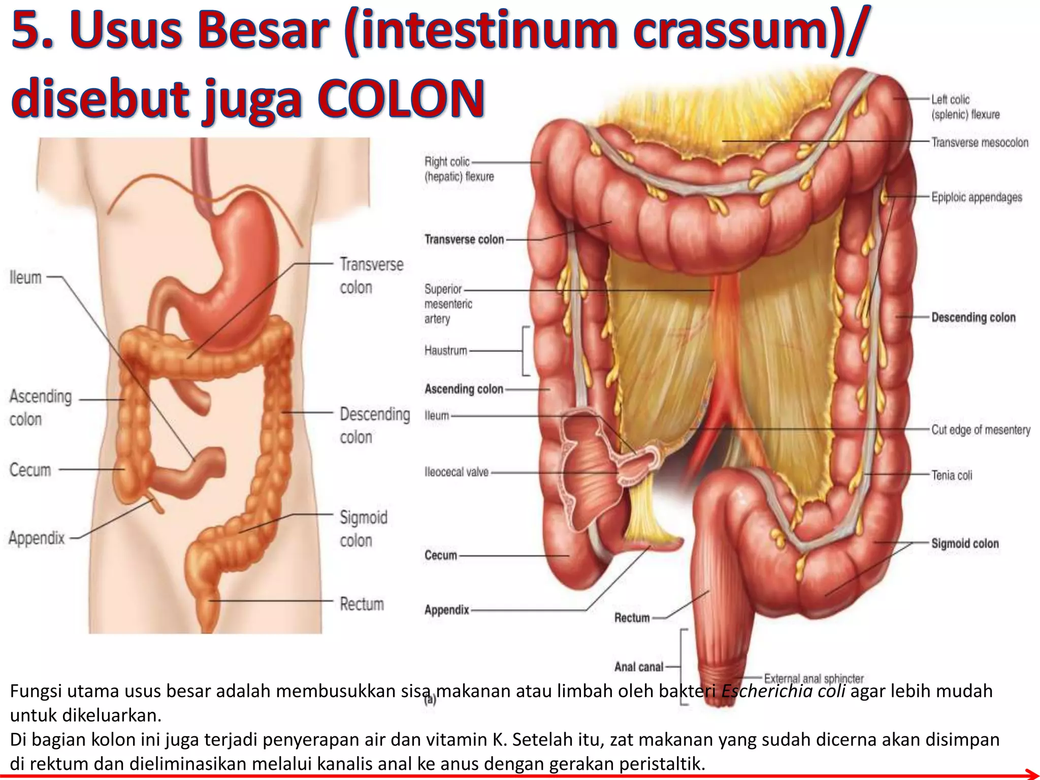 SISTEM PENCERNAAN MANUSIA | PPTX