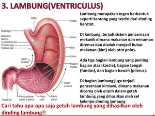 SISTEM PENCERNAAN MANUSIA | PPTX