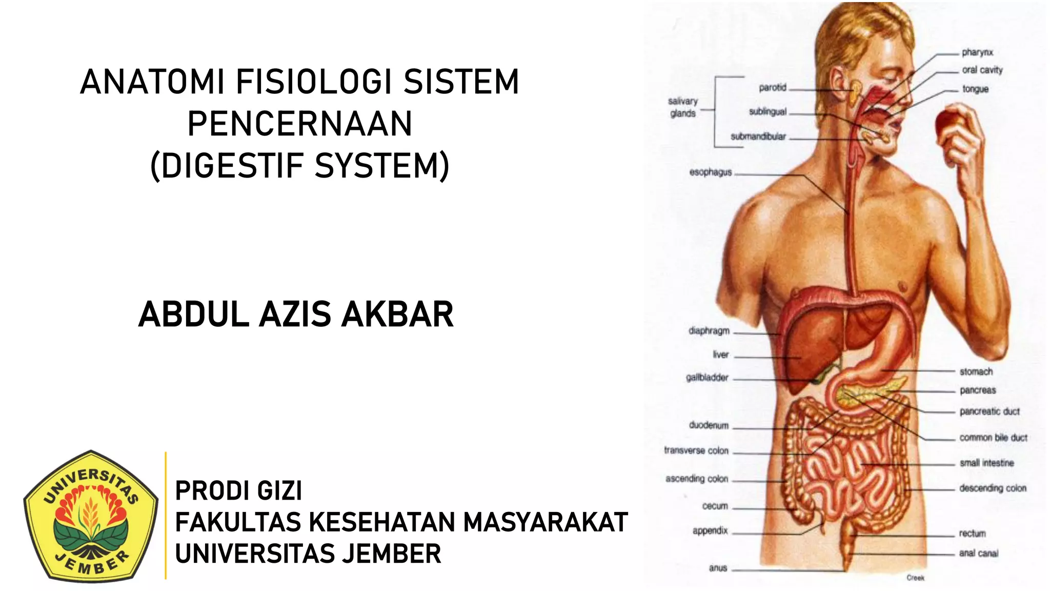 Sistem Pencernaan[1].pdf