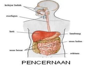 Sistem Pencernaan 2 pada manusia dan nutrisi | PPT