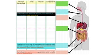 Sistem Pencernaan pada Manusia dan Nutrisi | PDF