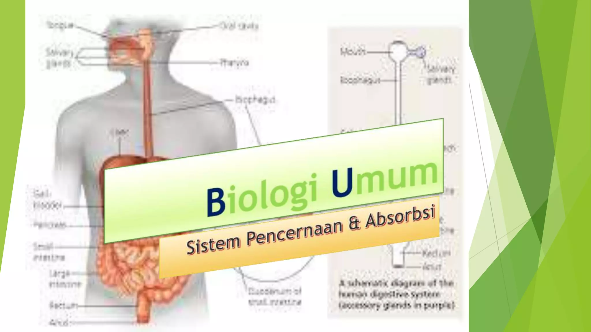 Sistem pencernaan & absorpsi | PPTX