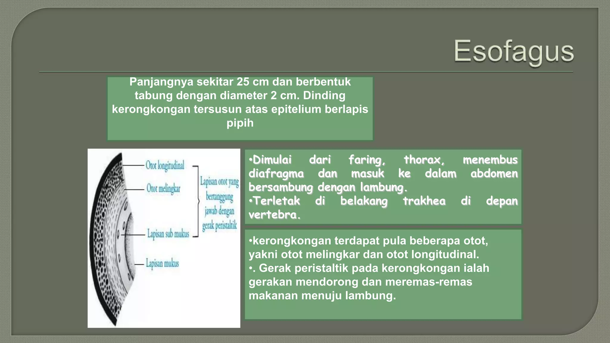 Sistem pencernaan & absorpsi | PPTX
