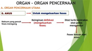 SISTEM PENCERNAAN PADA MANUSIA DAN CARA KERJANYA | PPTX