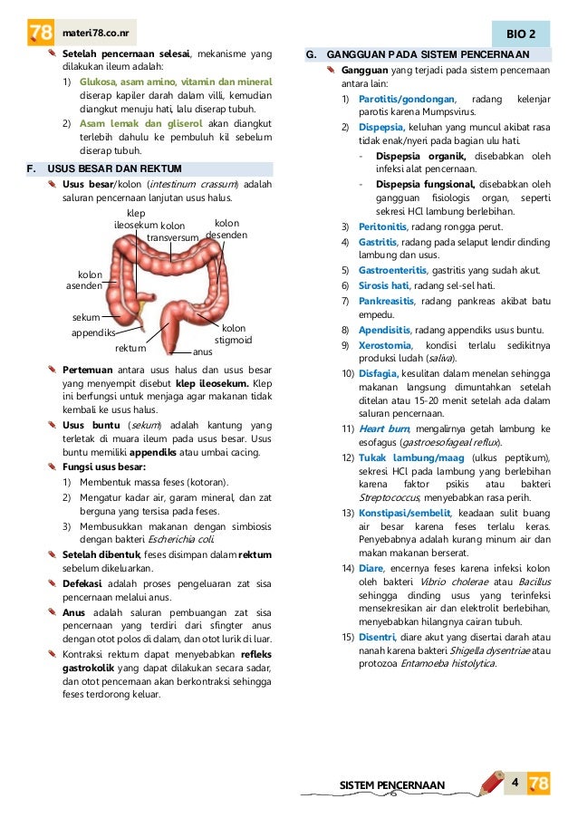 Rangkuman Sistem Pencernaan Manusia Kelas 11 - Perumperindo.co.id