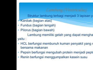 SISTEM PENCERNAAN BS.pptx