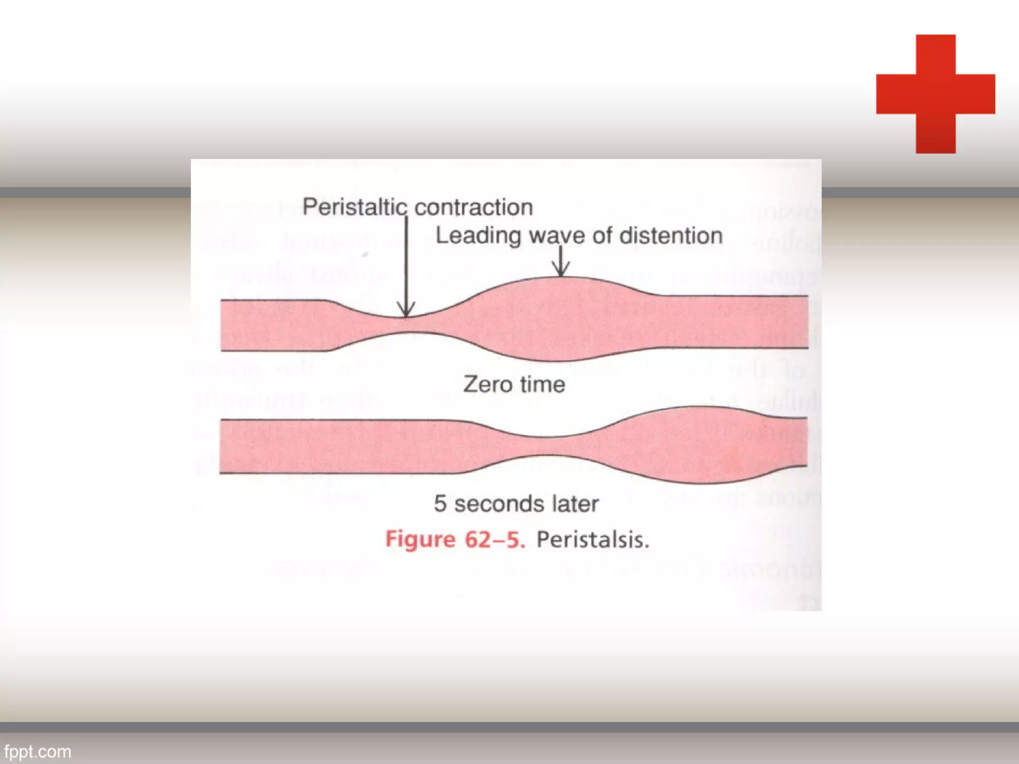 Sistem pencernaan (gerakan dasar & mekanisme saluran cerna) 4 | PPT