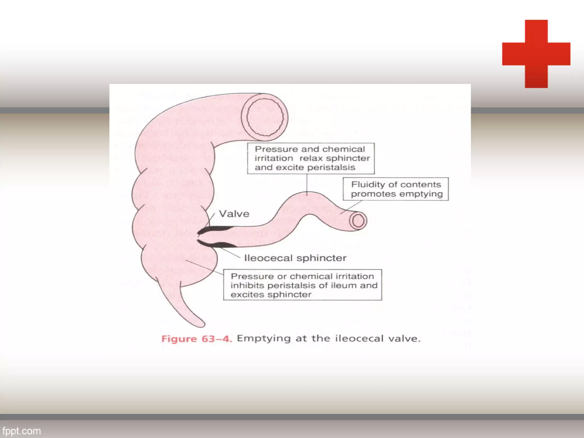 Sistem pencernaan (gerakan dasar & mekanisme saluran cerna) 4 | PPT