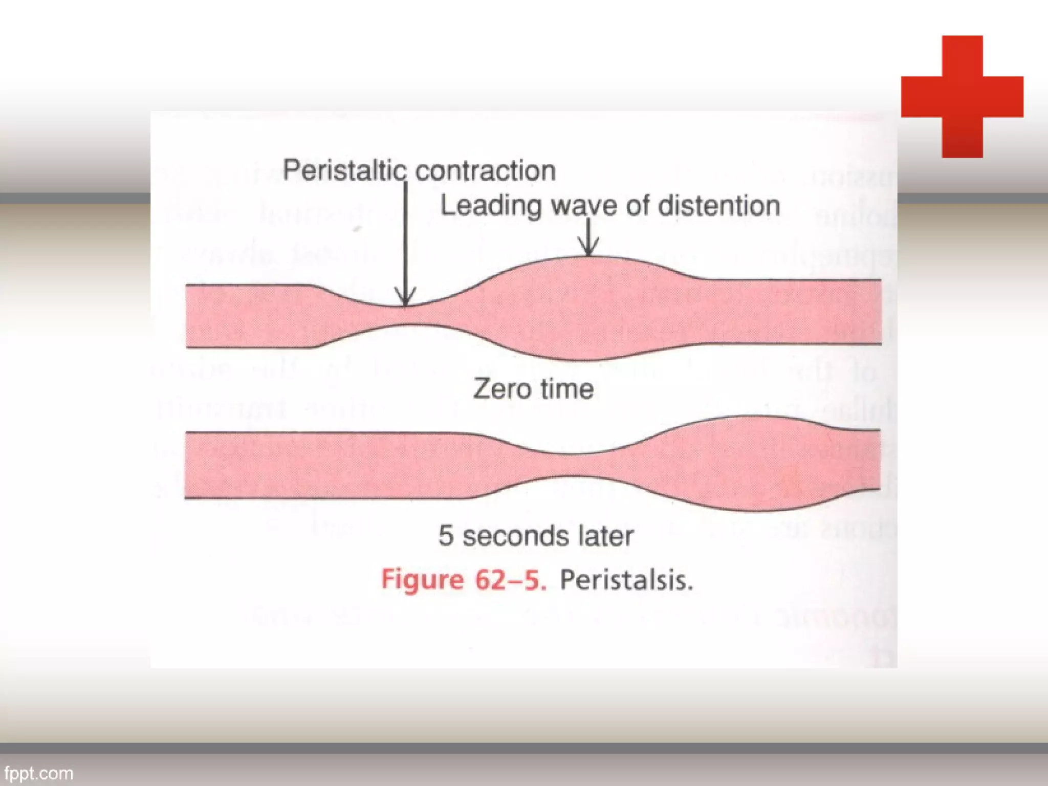 Sistem pencernaan (gerakan dasar & mekanisme saluran cerna) 4 | PPT