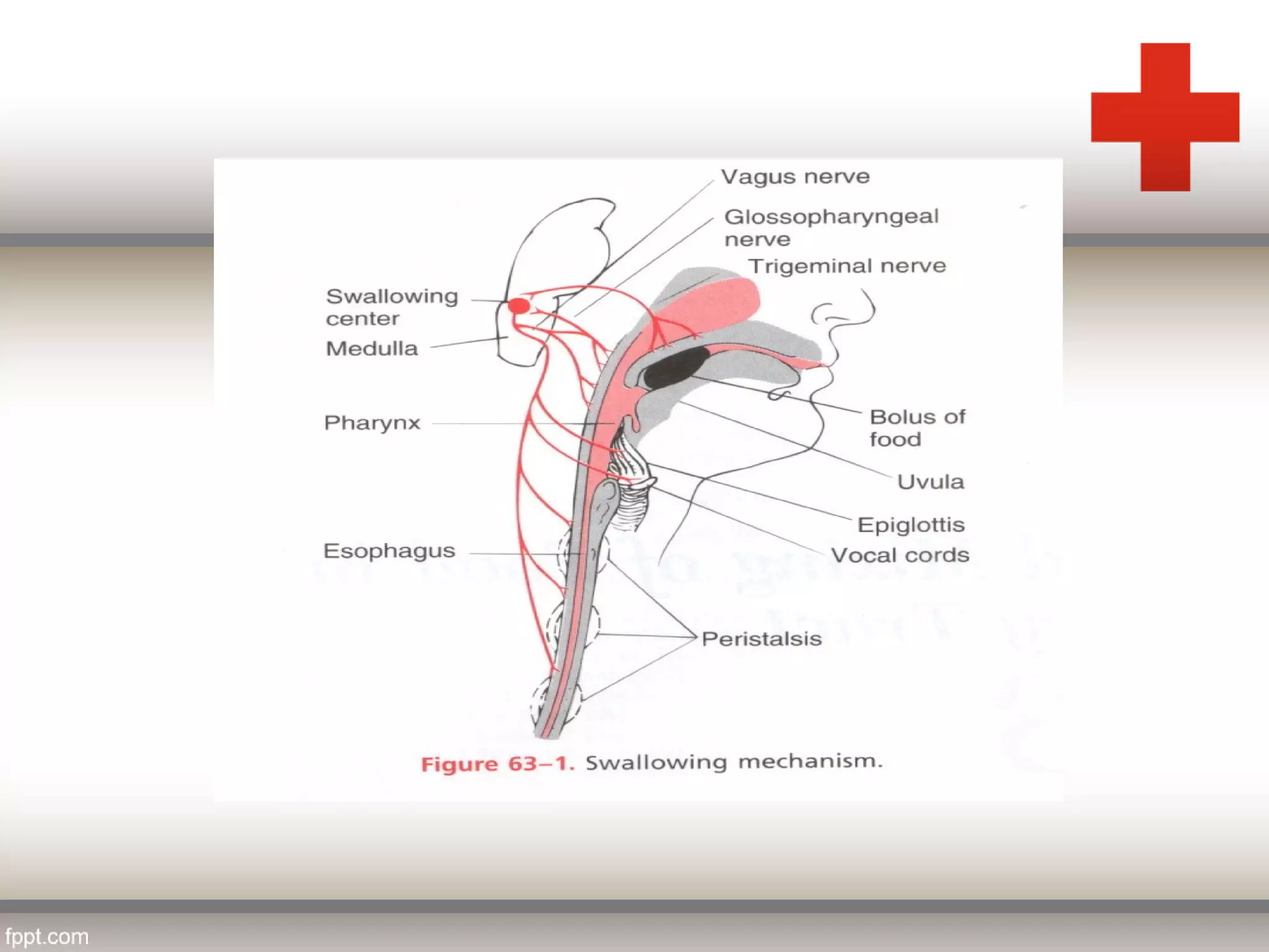 Sistem pencernaan (gerakan dasar & mekanisme saluran cerna) 4 | PPT