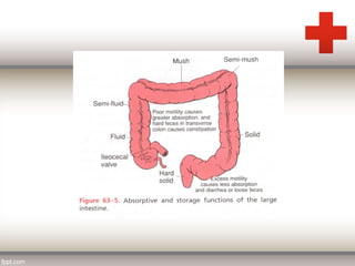 Sistem pencernaan (gerakan dasar & mekanisme saluran cerna) 4 | PPT