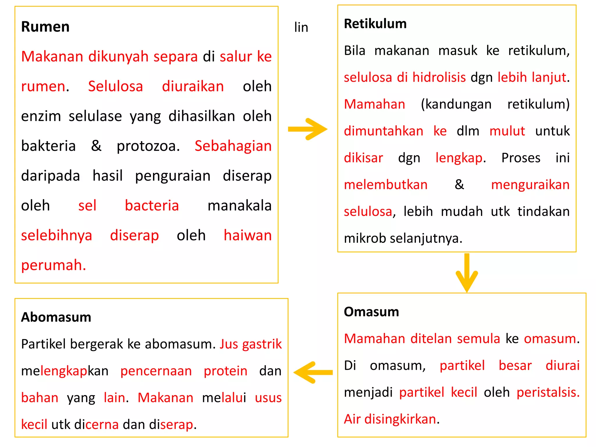 Sistem pencernaan haiwan ruminan dan rodensia | PPTX