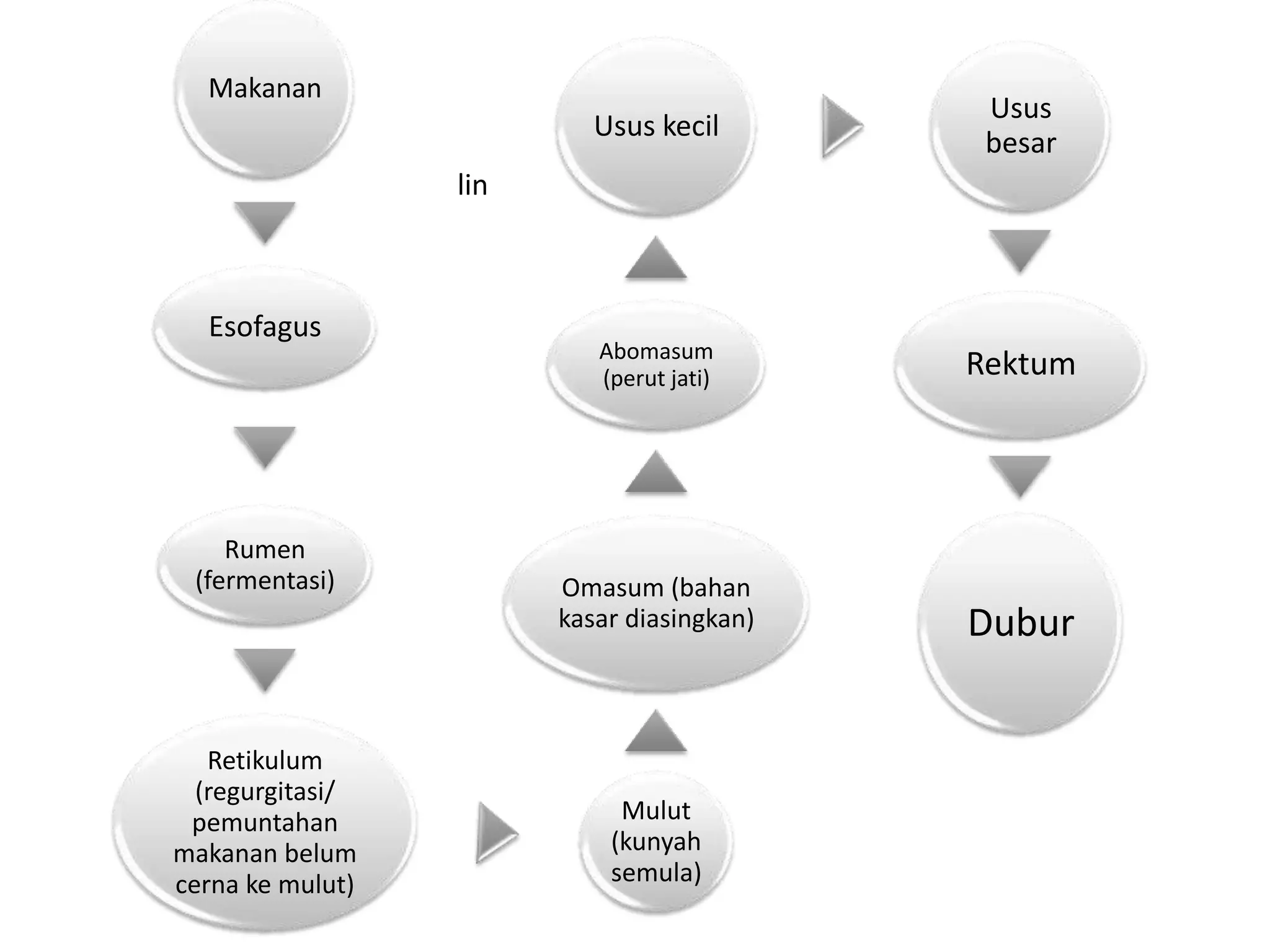 Sistem pencernaan haiwan ruminan dan rodensia | PPTX