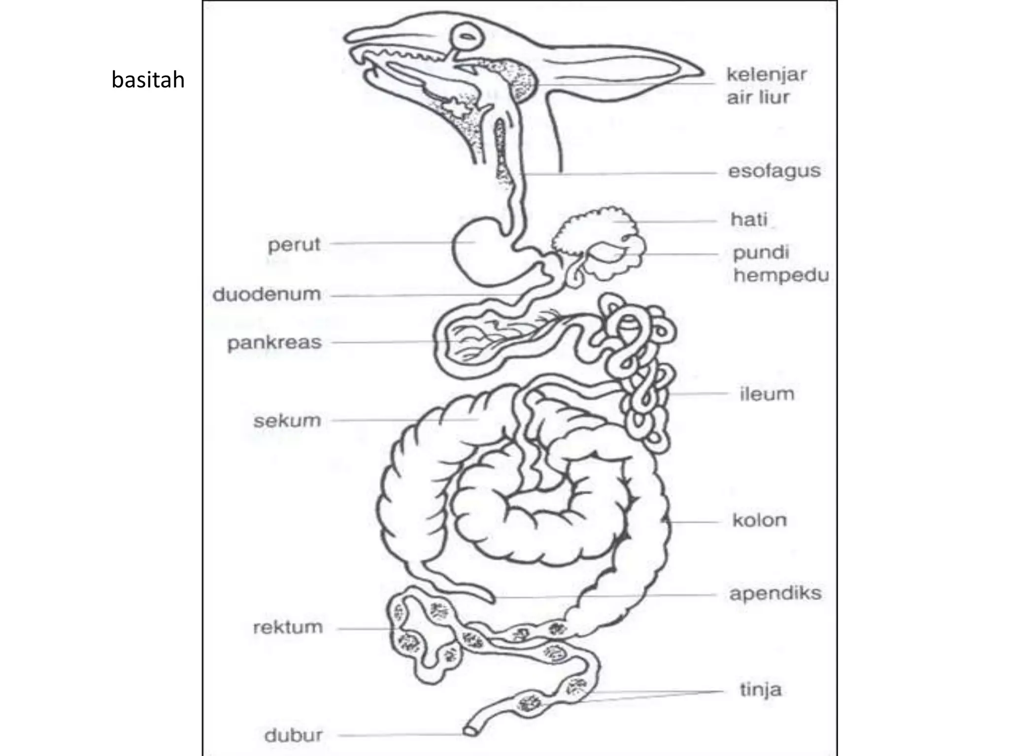Sistem pencernaan haiwan ruminan dan rodensia | PPTX