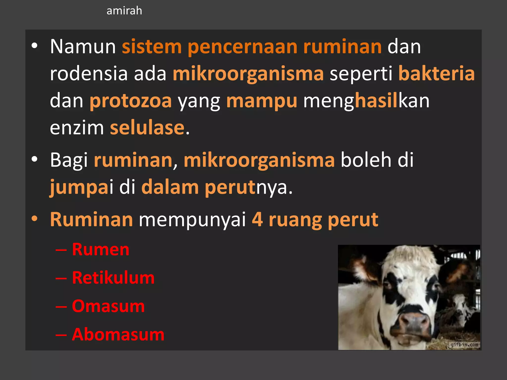 Sistem pencernaan haiwan ruminan dan rodensia | PPTX