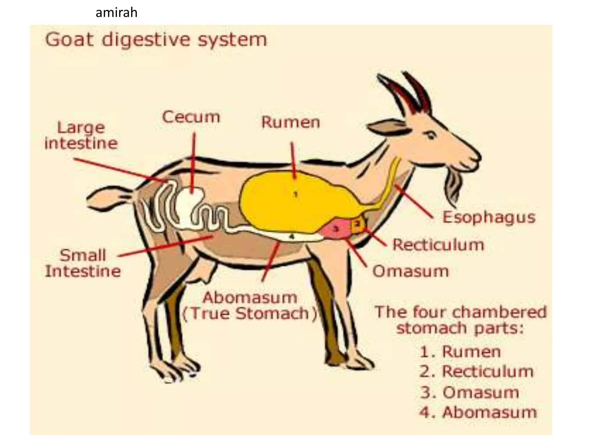 Sistem pencernaan haiwan ruminan dan rodensia | PPTX