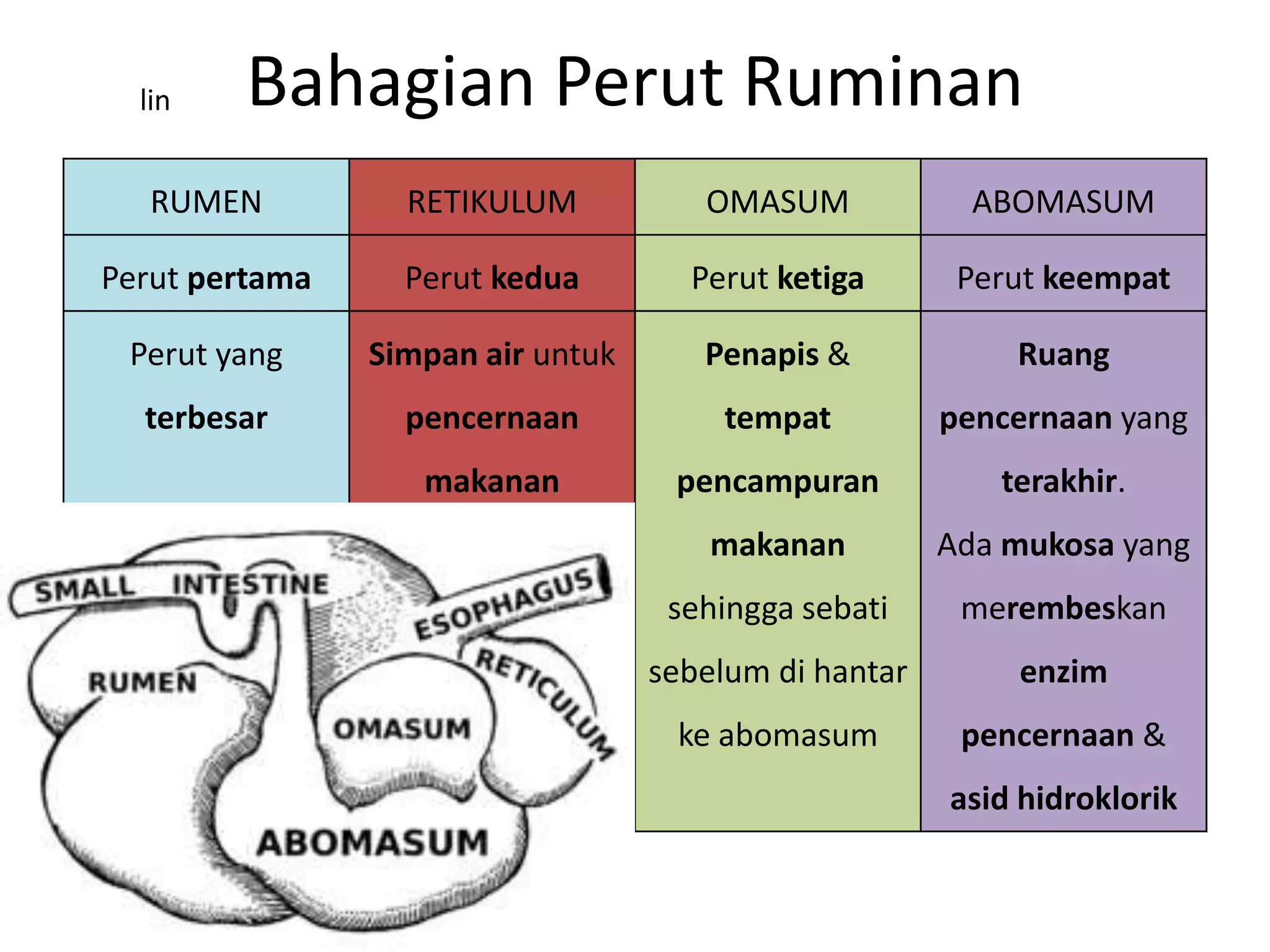 Sistem pencernaan haiwan ruminan dan rodensia | PPTX