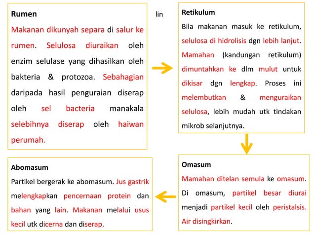 Sistem pencernaan haiwan ruminan dan rodensia | PPTX