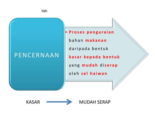 Sistem pencernaan haiwan ruminan dan rodensia | PPTX