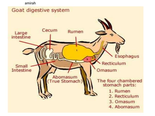 Sistem pencernaan haiwan ruminan dan rodensia | PPTX