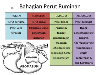 Sistem pencernaan haiwan ruminan dan rodensia | PPTX