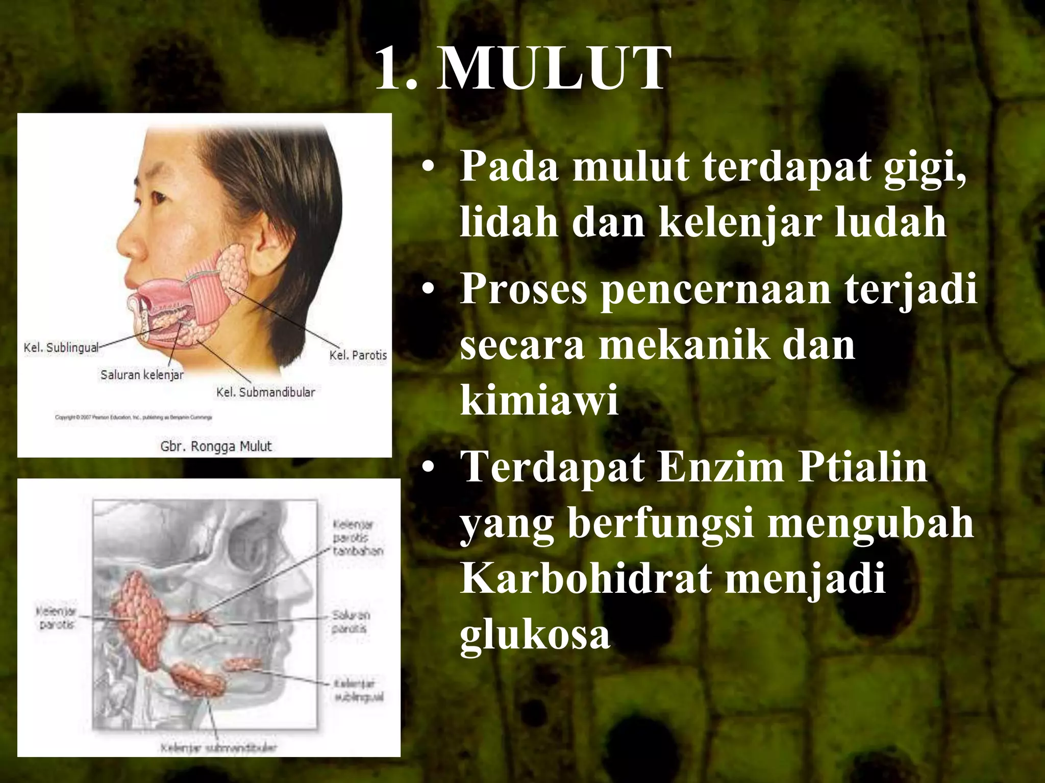PPT Sistem Pencernaan Kelas 8 | PPTX
