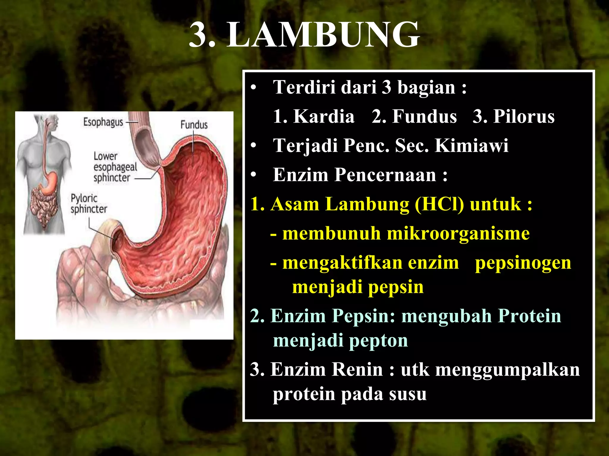 PPT Sistem Pencernaan Kelas 8 | PPTX