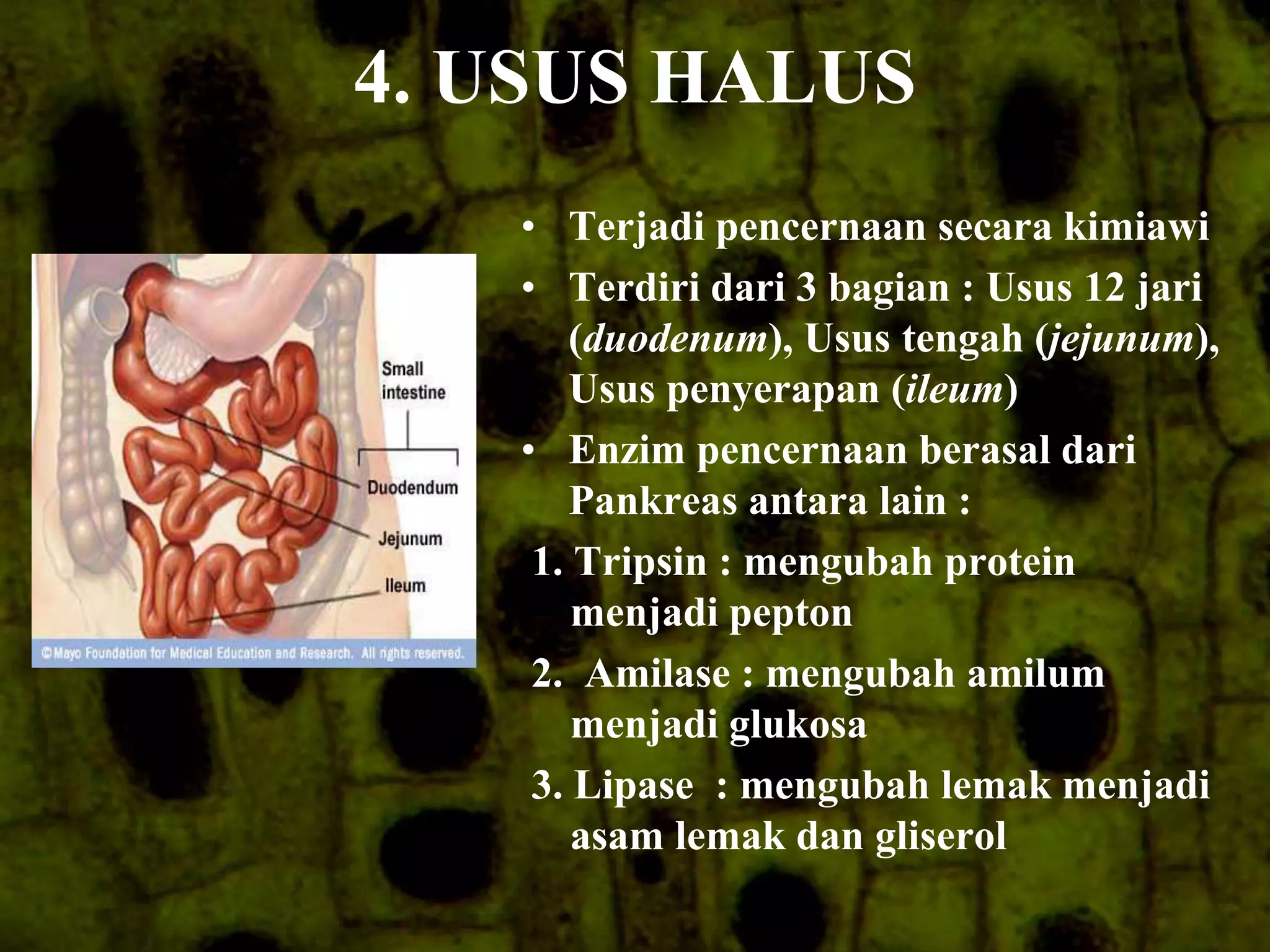 PPT Sistem Pencernaan Kelas 8 | PPTX