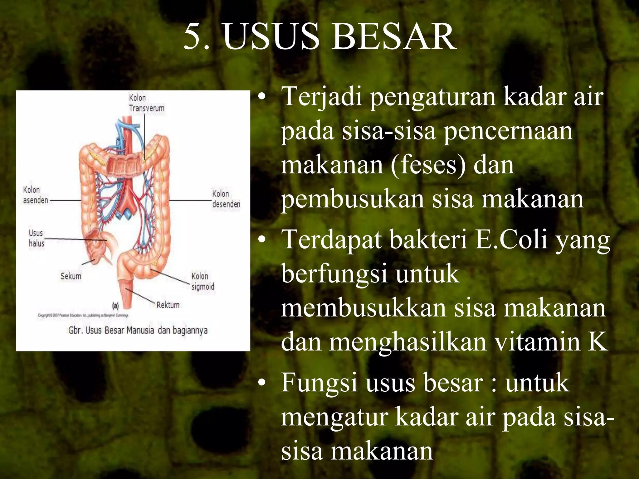 PPT Sistem Pencernaan Kelas 8 | PPTX