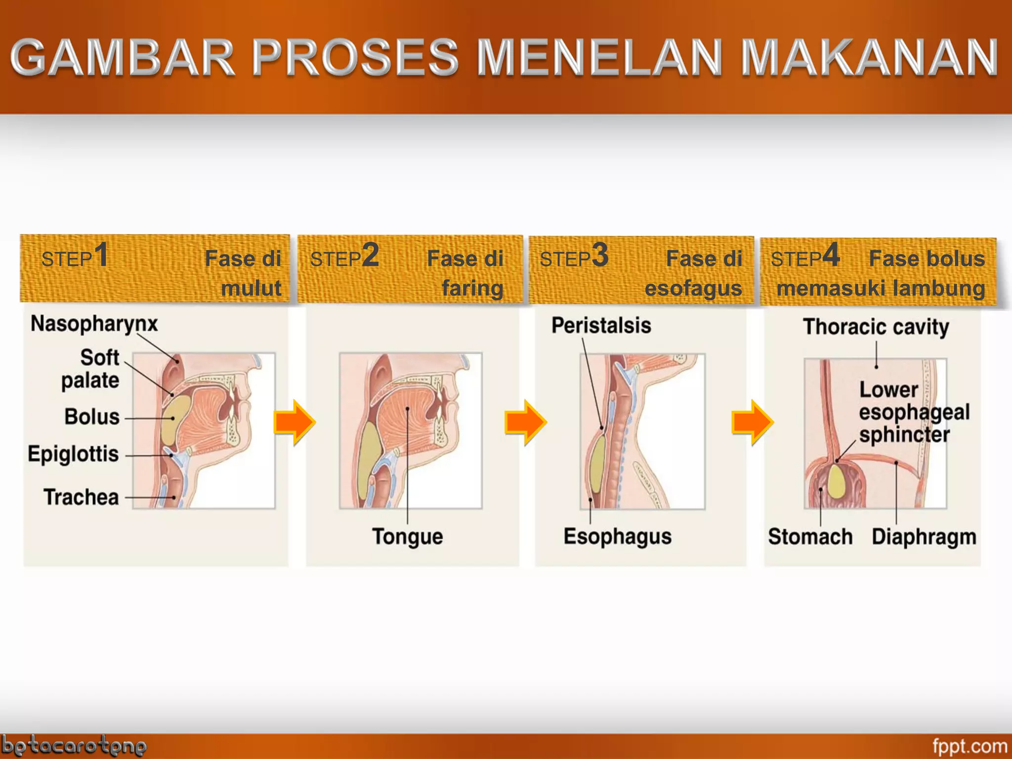 SISTEM PENCERNAAN MAKANAN | PDF